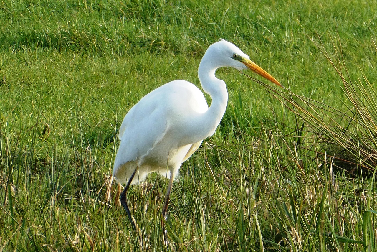 White Heron Ditch Side Grass - Free photo on Pixabay - Pixabay