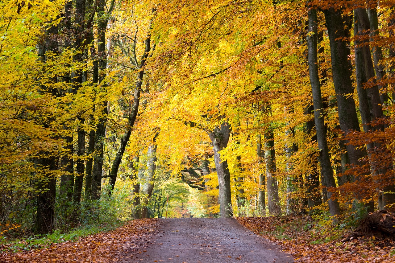 Indian Summer Fall Golden October - Free photo on Pixabay - Pixabay