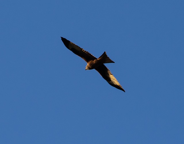 Red Kite En Vuelo Cometa Roja - Foto gratis en Pixabay - Pixabay