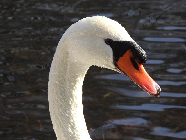 Swan Burung Angsa - Foto gratis di Pixabay - Pixabay