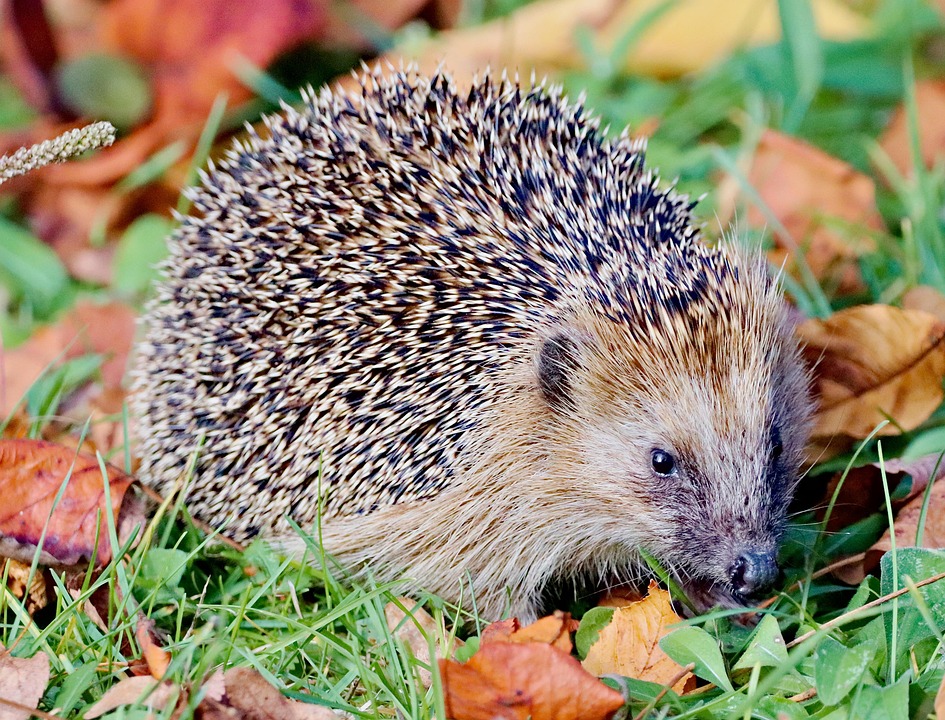 Egel Bang Zoogdier - Gratis foto op Pixabay
