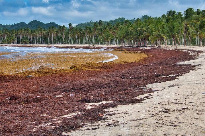 100 Free Seagrass And Nature Images Pixabay