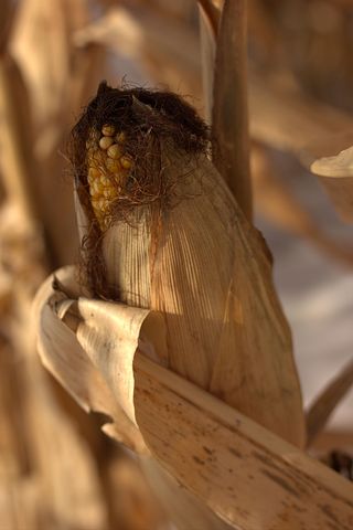 30+ Free Corn Husk & Corn Images
