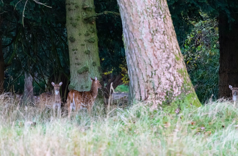 Gamo En Los Bosques Gamos Ciervo - Foto gratis en Pixabay - Pixabay