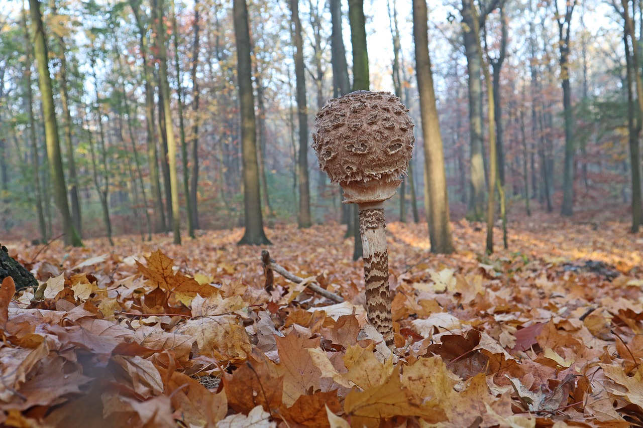 Champignons Forêt Nature - Photo gratuite sur Pixabay - Pixabay