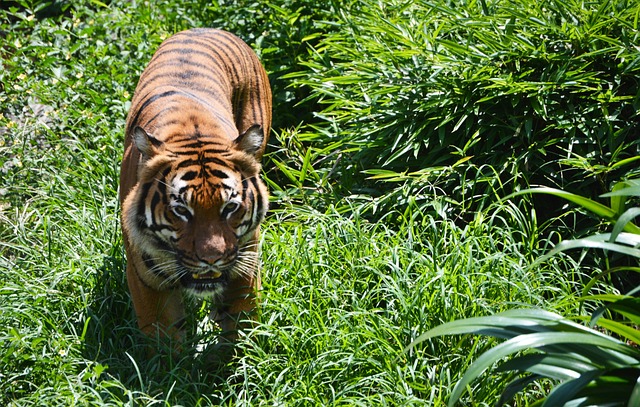 Tigre Animal Natureza - Foto gratuita no Pixabay - Pixabay