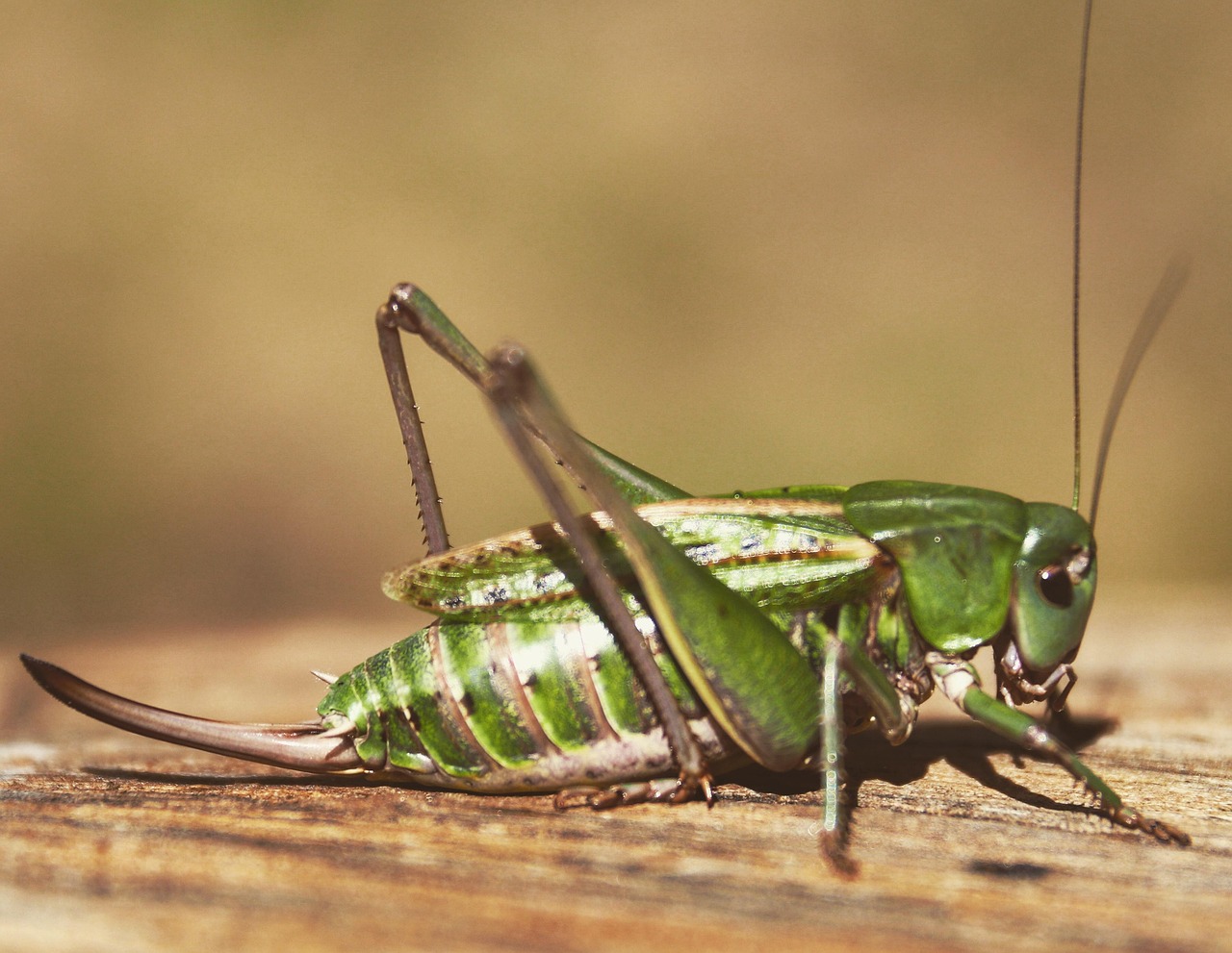 Nature Insects Summer - Free photo on Pixabay - Pixabay