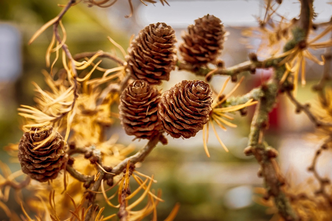 Larch Needles Branch - Free photo on Pixabay