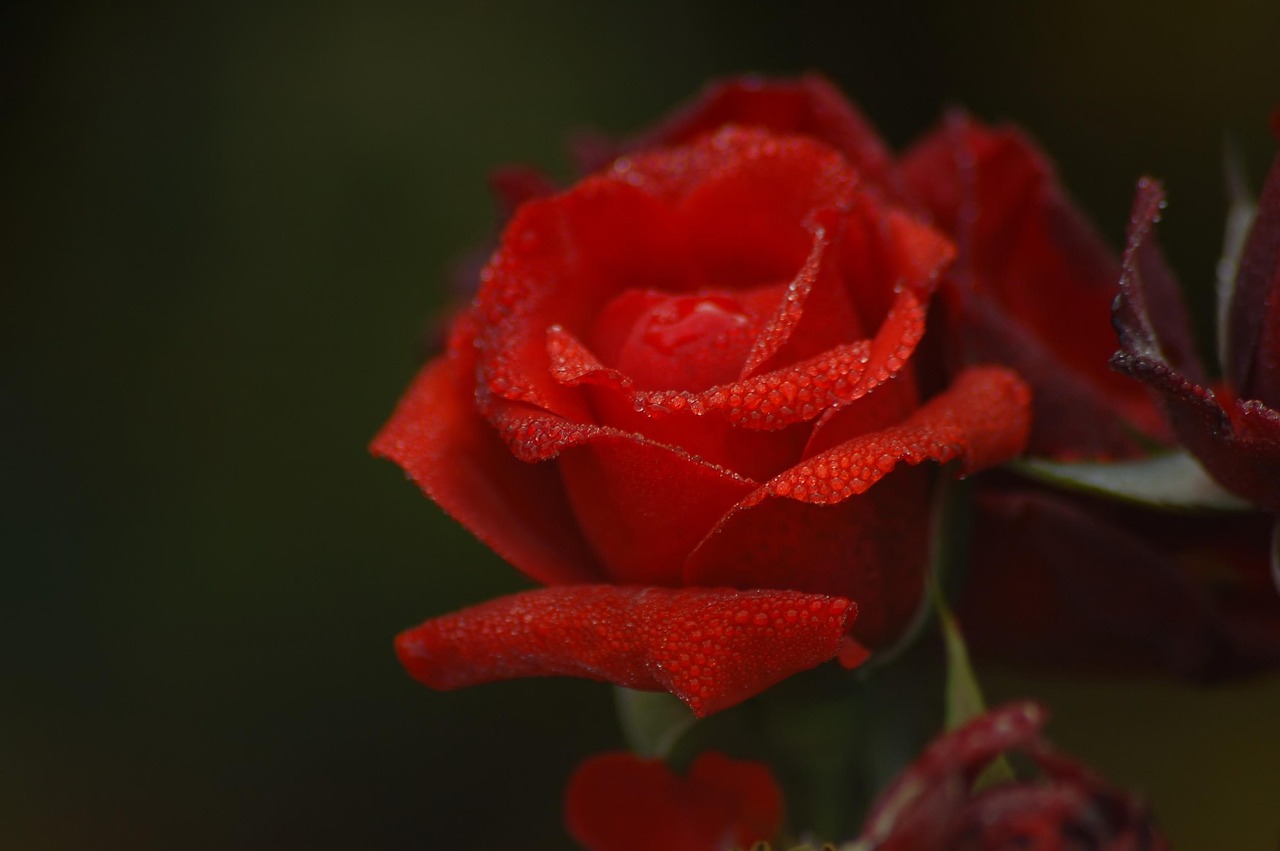 En El Rocío De La Rosa Rojo Alai - Foto gratis en Pixabay - Pixabay