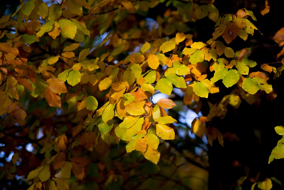 Autumn Leaves Sun - Free photo on Pixabay