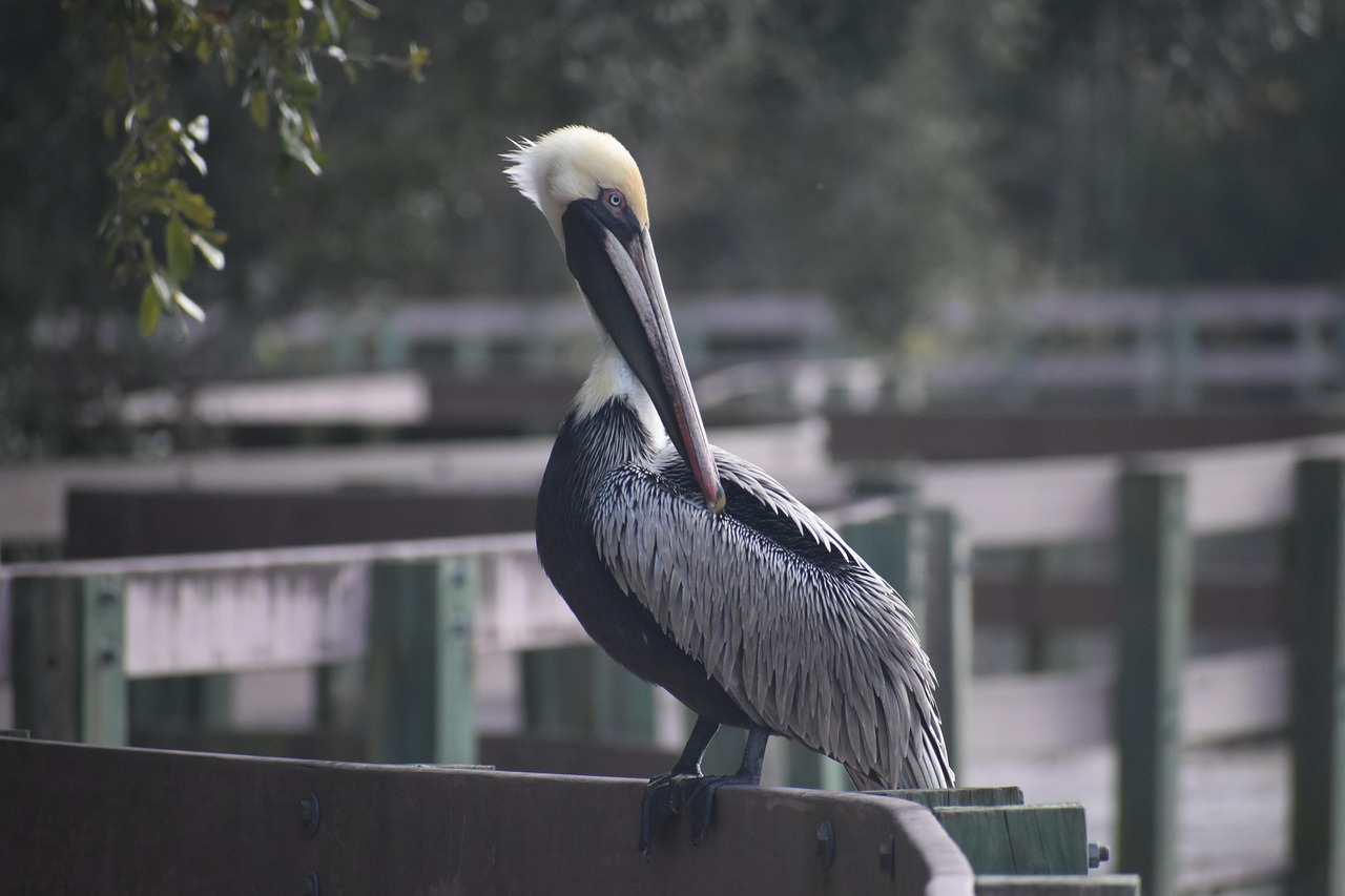 Brown Pelican Bird Wildlife - Free photo on Pixabay