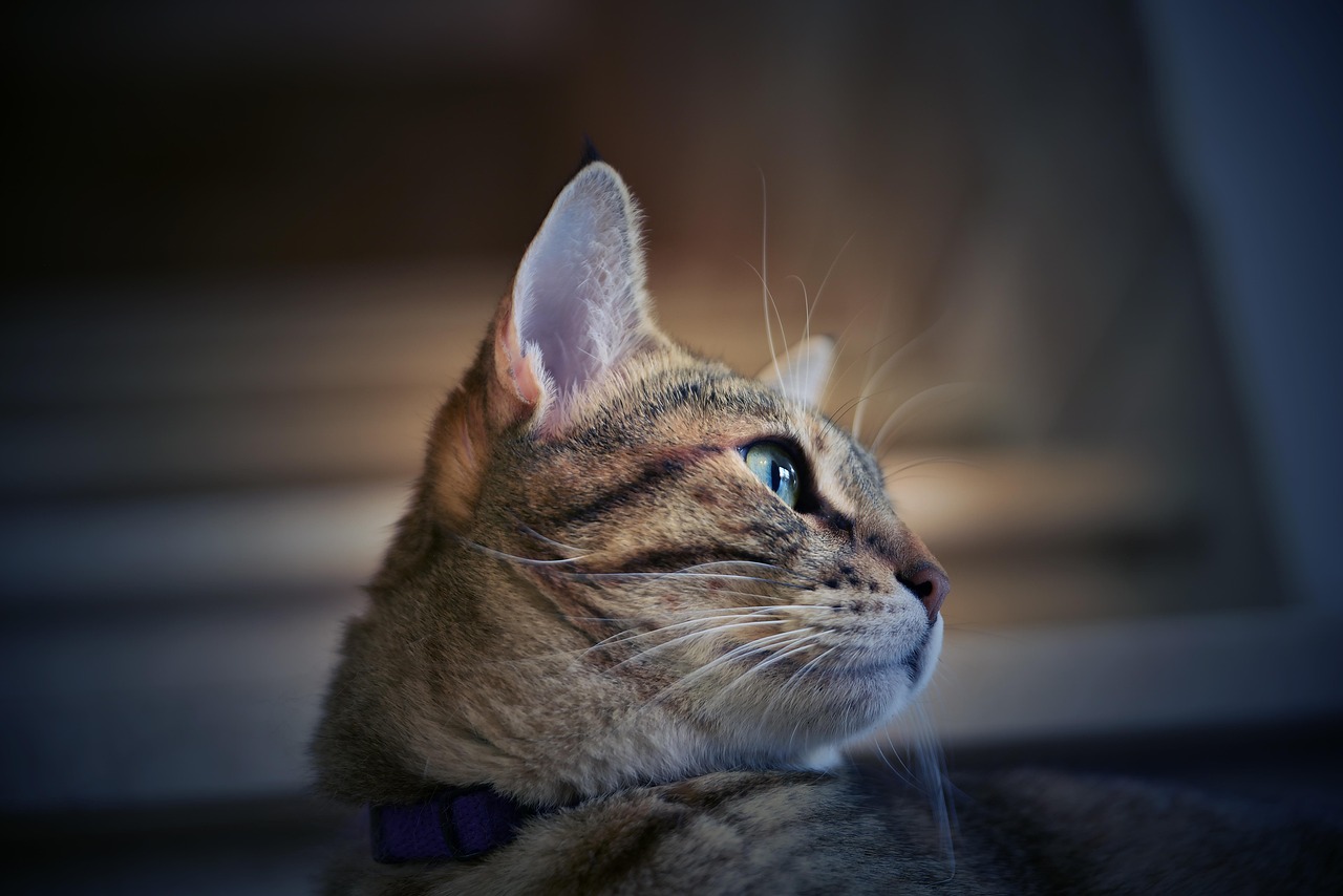 Kucing Imut Potret - Foto gratis di Pixabay - Pixabay