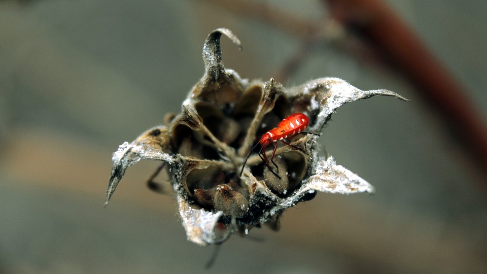 Insecte Plante Sec - Photo gratuite sur Pixabay - Pixabay
