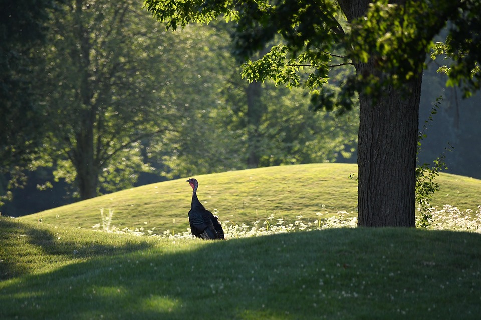 Turkey Summer Nature - Free photo on Pixabay