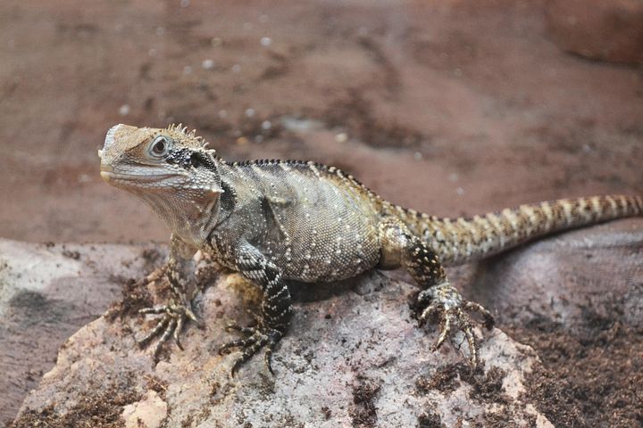 1 000+ bezplatné Iguana a Leguán fotografie - Pixabay