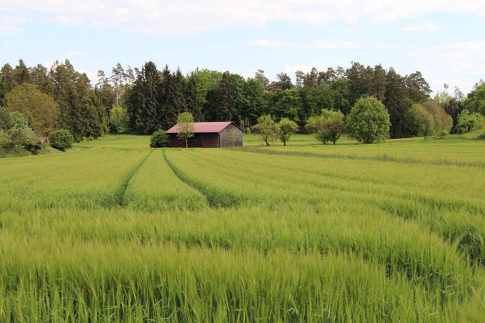 Grün Gras Natur - Kostenloses Foto auf Pixabay