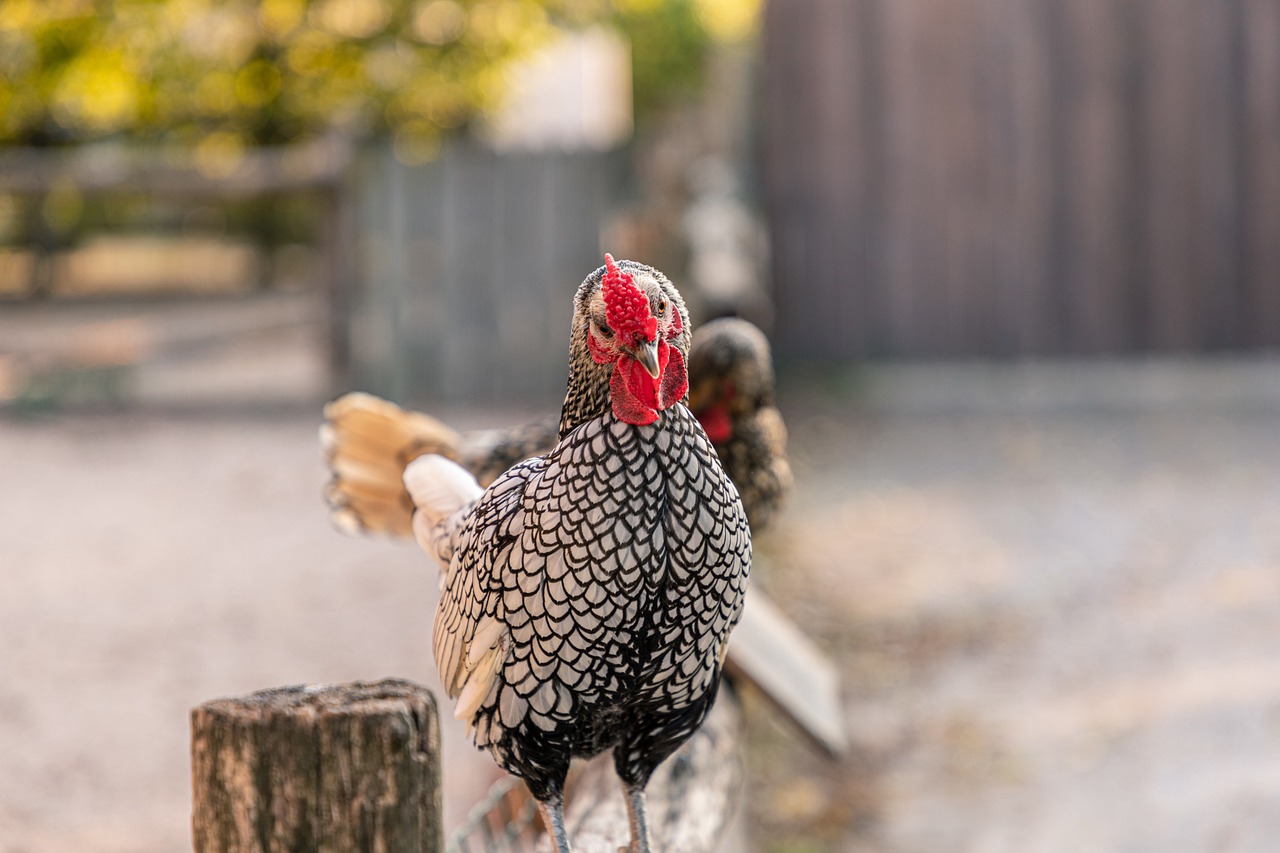 20+ Free Wyandotte & Chicken Images - Pixabay