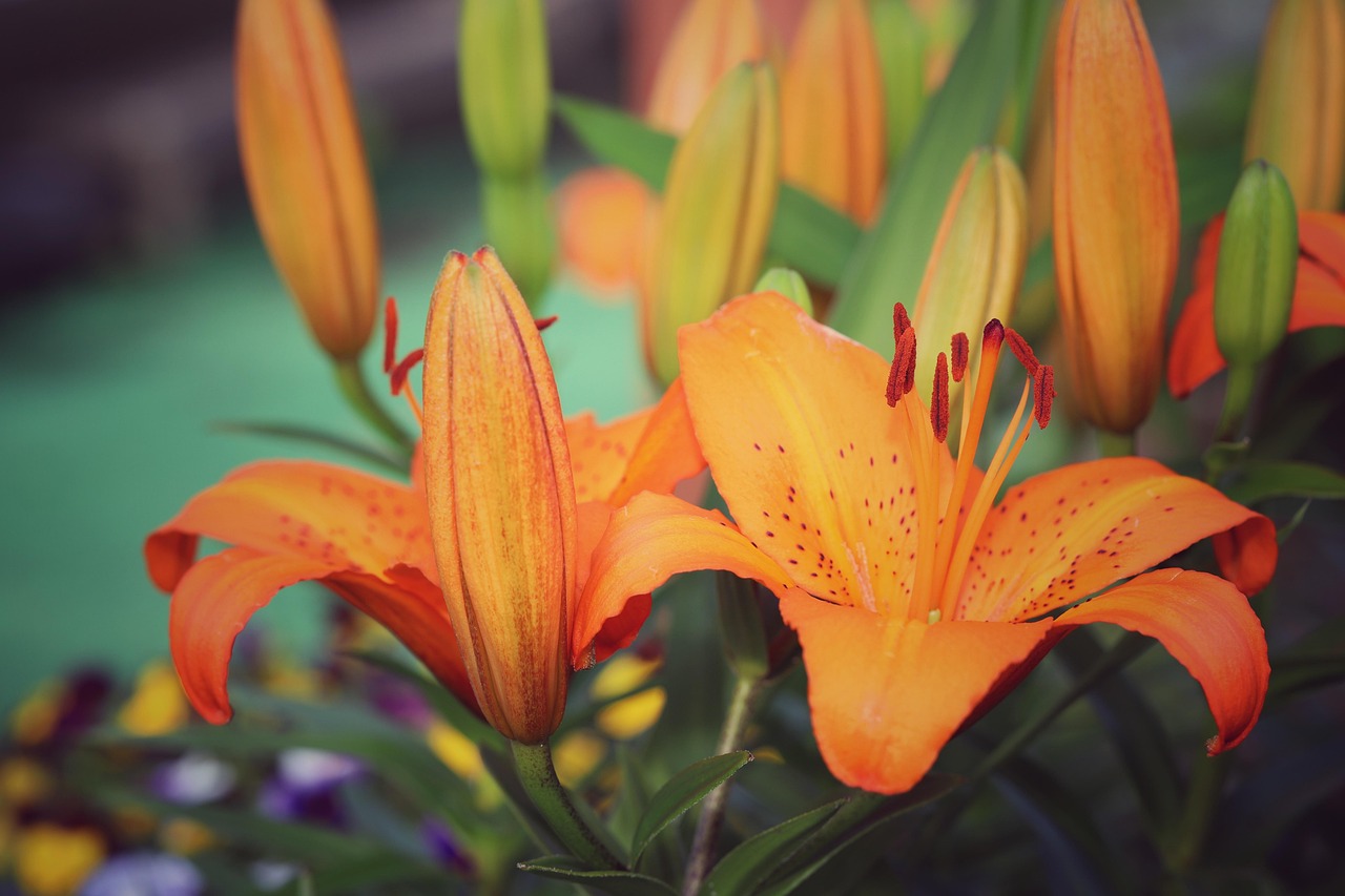 Lilies Flower Macro - Free photo on Pixabay