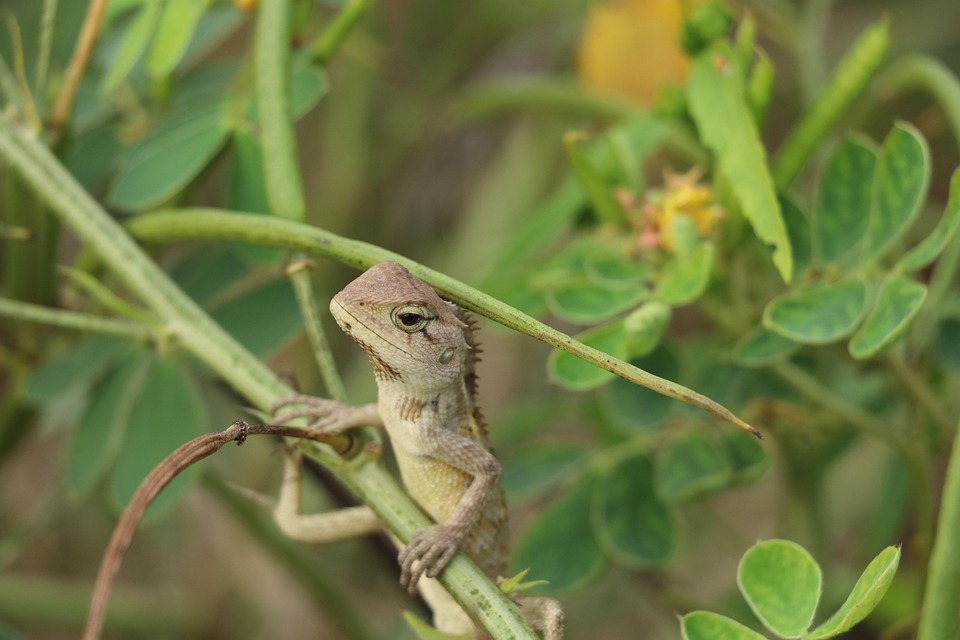 Indian Reptiles Garden Lizard - Free photo on Pixabay