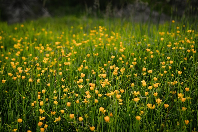 Field Of Wild Daffodils