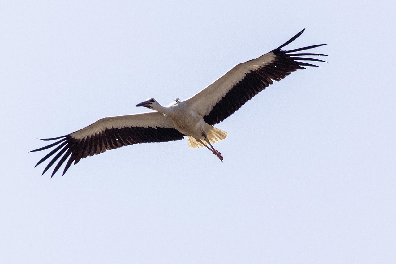 Bird Air Flying - Free photo on Pixabay - Pixabay