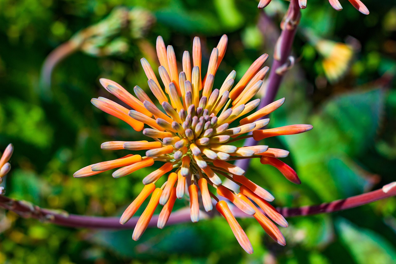 Succulent Fleur Plantes Grasses - Photo gratuite sur Pixabay - Pixabay
