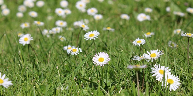Beginning Of Spring Daisy Nature - Free photo on Pixabay - Pixabay