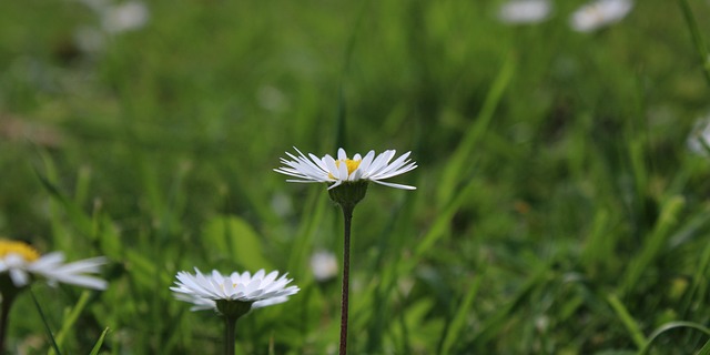 Beginning Of Spring Daisy Nature - Free photo on Pixabay - Pixabay
