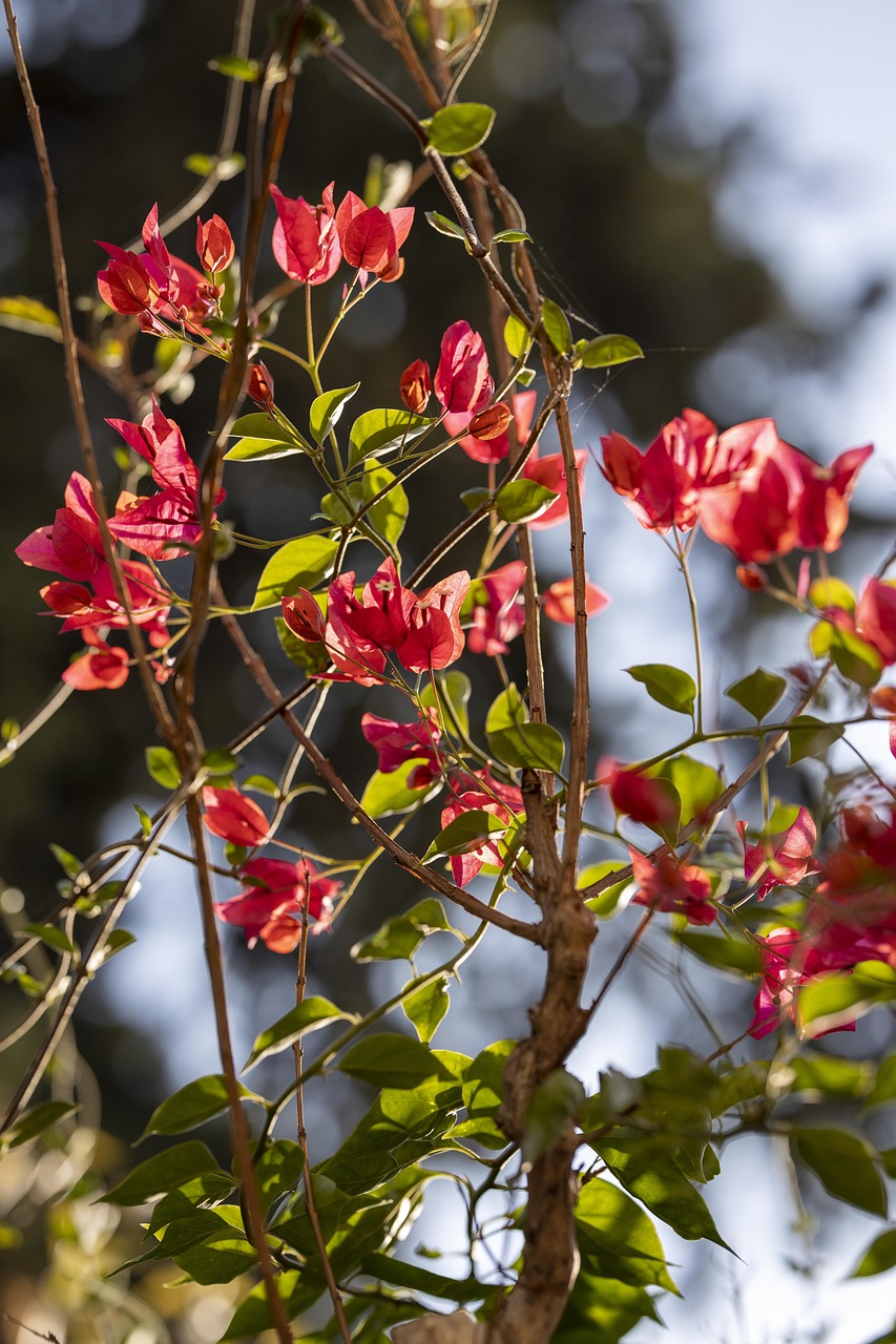 Flower Red Herb - Free photo on Pixabay