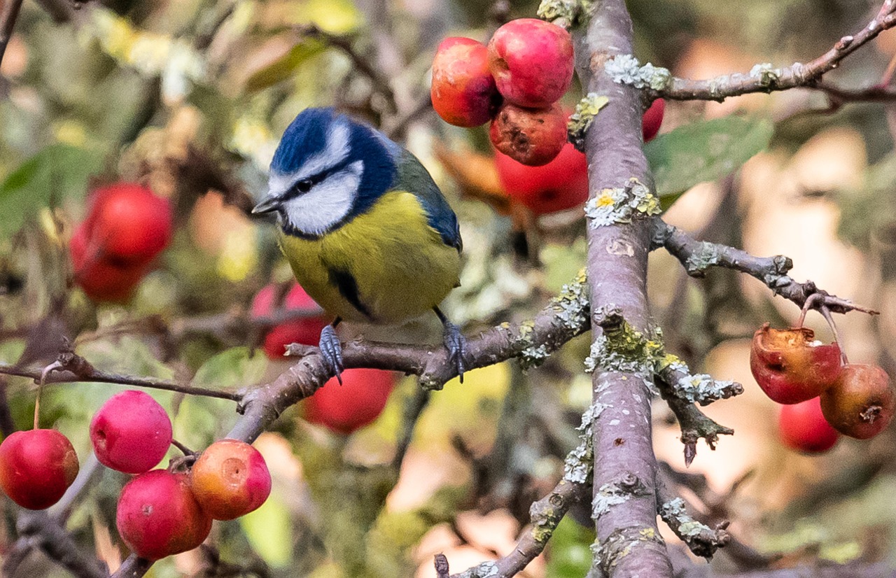 Burung Gelatik Biru Makan Pentil - Foto gratis di Pixabay - Pixabay