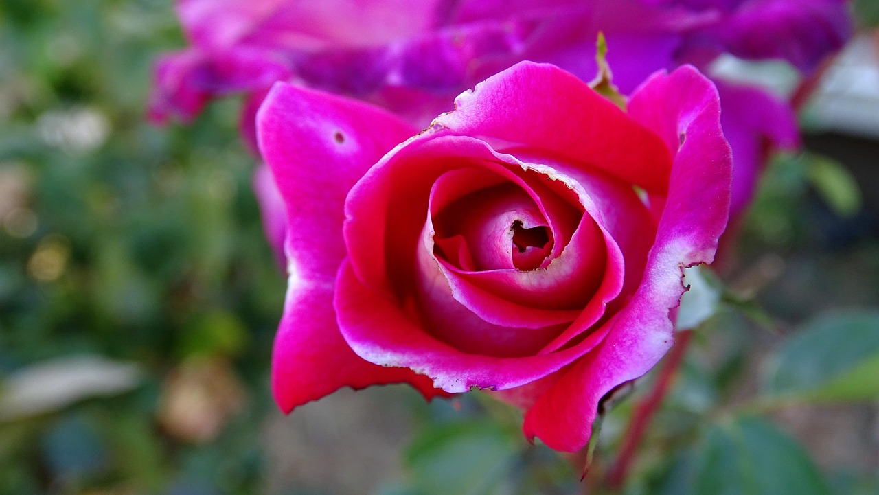 Rose Rosado Jardín - Foto gratis en Pixabay - Pixabay
