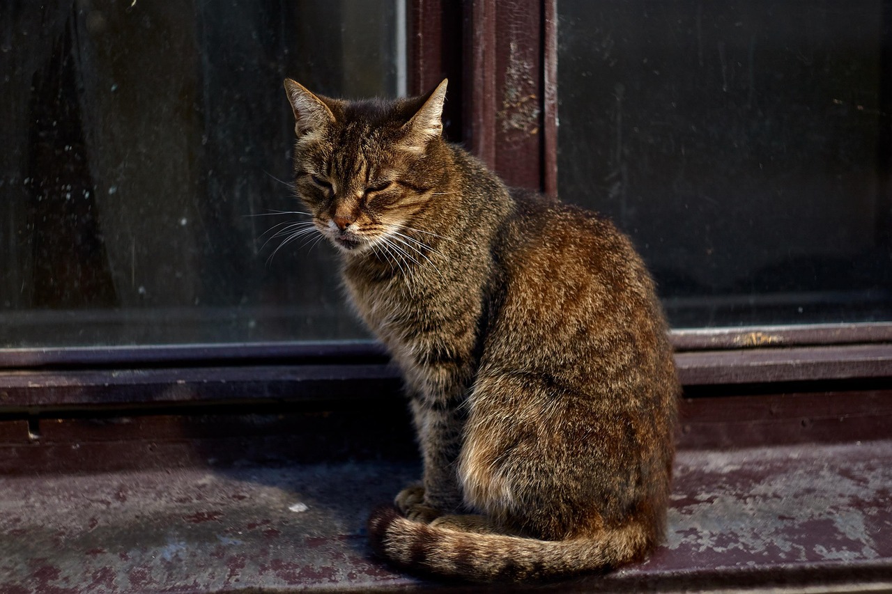Cat Ville Urbain - Photo gratuite sur Pixabay - Pixabay