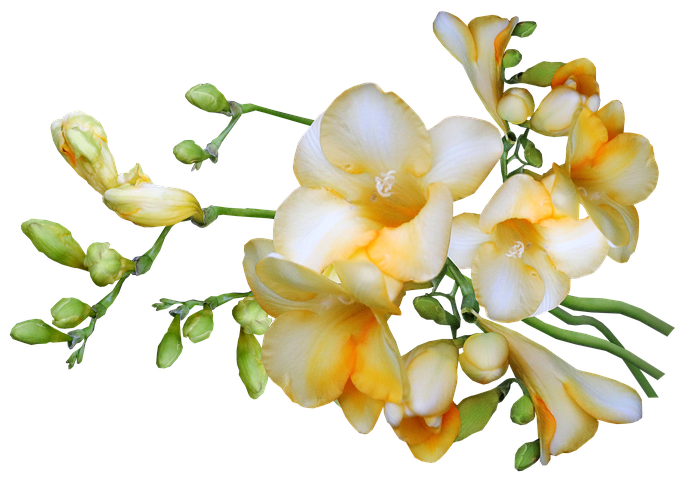 Meer dan 100 gratis afbeeldingen van Freesia en Fresia - Pixabay
