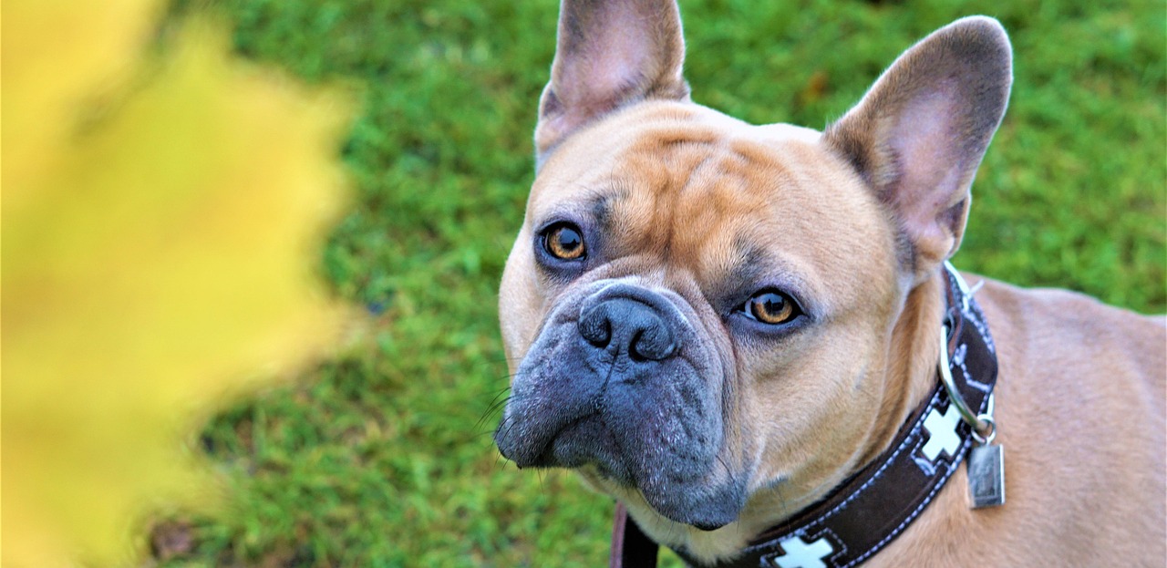 French Bulldog Fall Bokeh Effect - Free photo on Pixabay - Pixabay