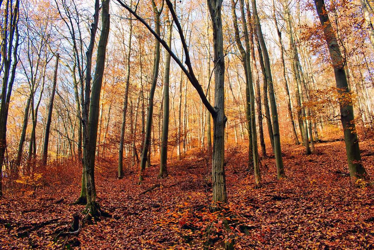 Automne Forêt Nature Des - Photo gratuite sur Pixabay - Pixabay