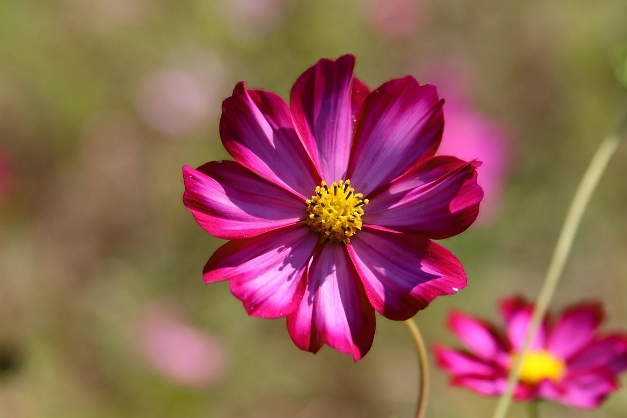 Flower Code Text Pink Free Photo On Pixabay Pixabay Flower Code Text Pink Free Photo On Pixabay Pixabay