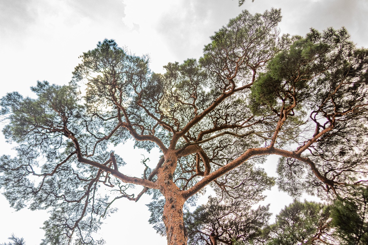 Geumgangsong Pinho Árvore Na - Foto gratuita no Pixabay - Pixabay
