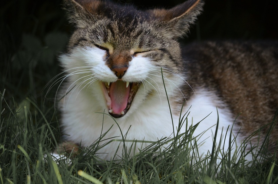 Cat Puss Domestic Animal - Free photo on Pixabay - Pixabay