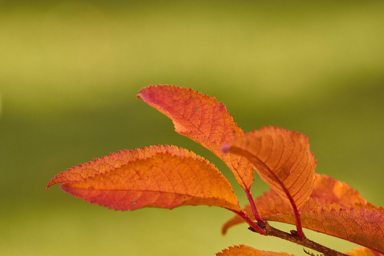 Leaf Red Fall Autumn - Free photo on Pixabay - Pixabay
