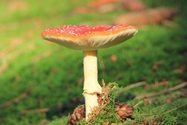Bouchons Champignon - Photo gratuite sur Pixabay - Pixabay