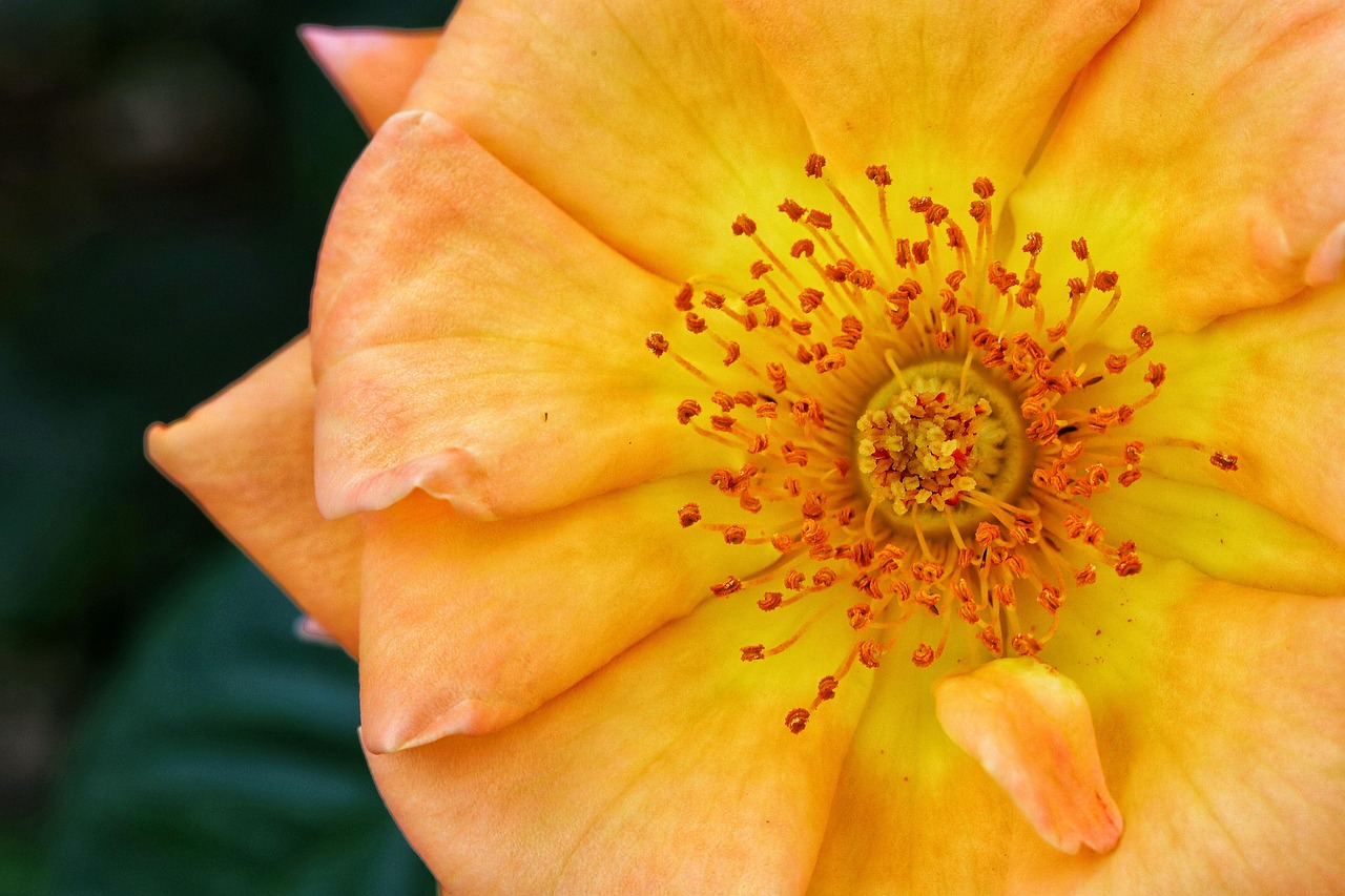 Rose Macro Flower - Free photo on Pixabay - Pixabay