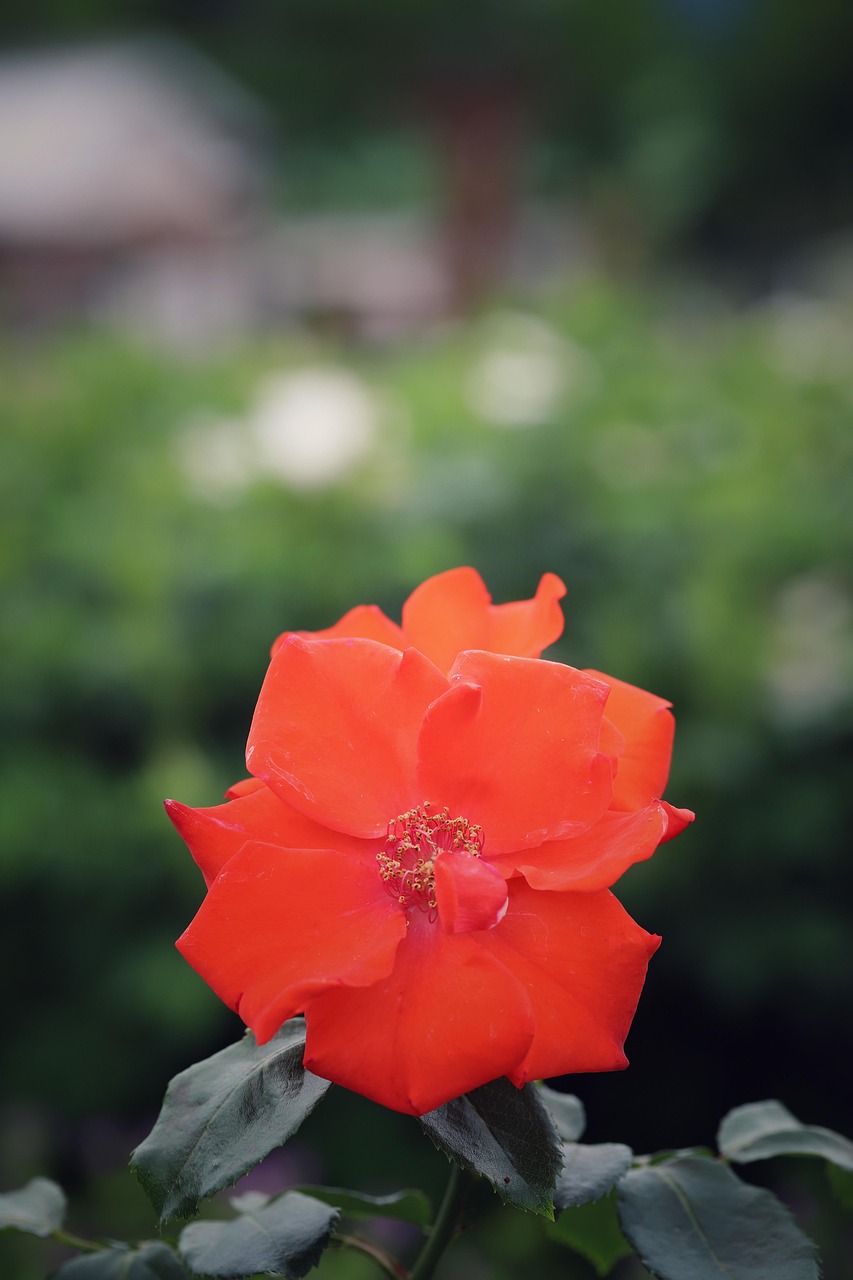 Rose Macro Fleur - Photo gratuite sur Pixabay - Pixabay
