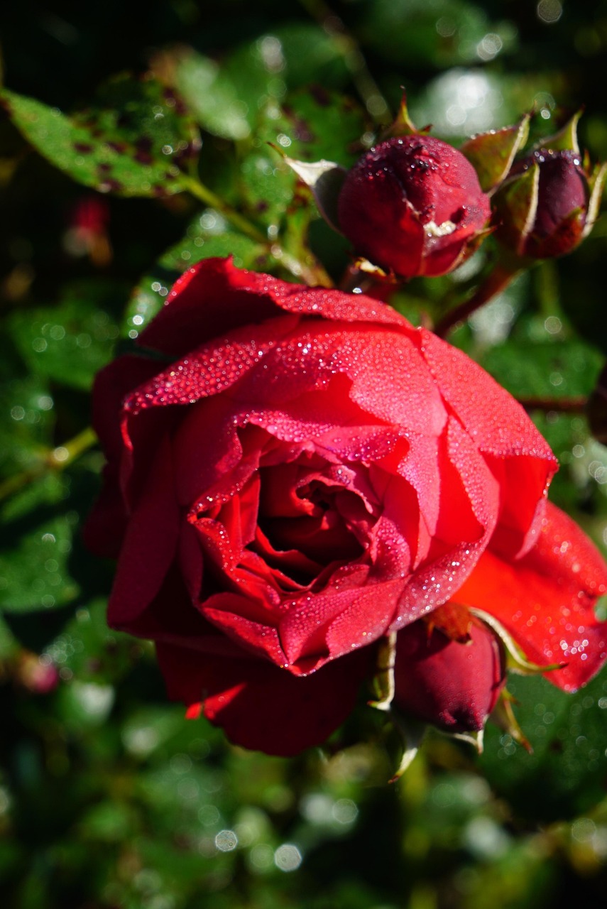 Beginning Of Spring Red Romance - Free photo on Pixabay - Pixabay