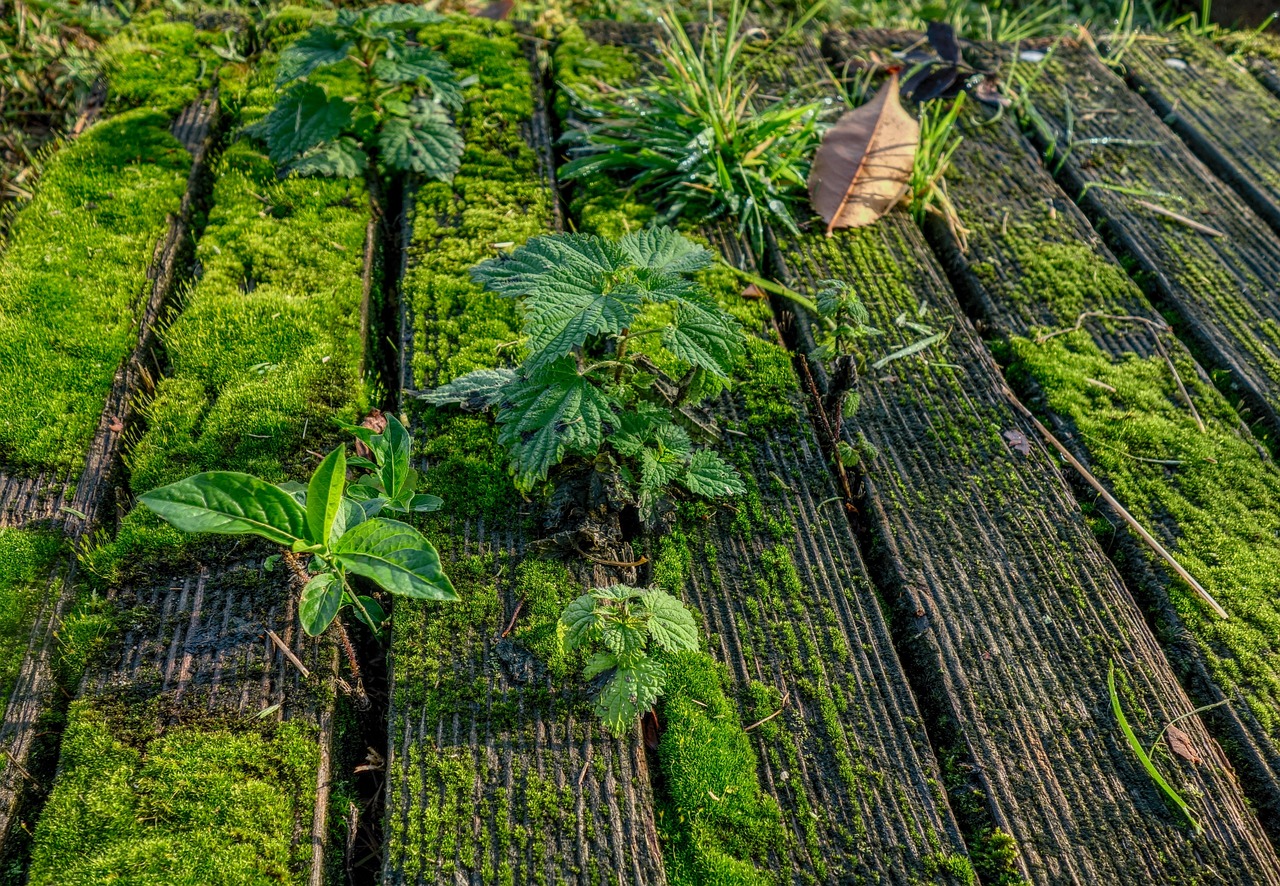 Moss Wood Floor - Free photo on Pixabay - Pixabay