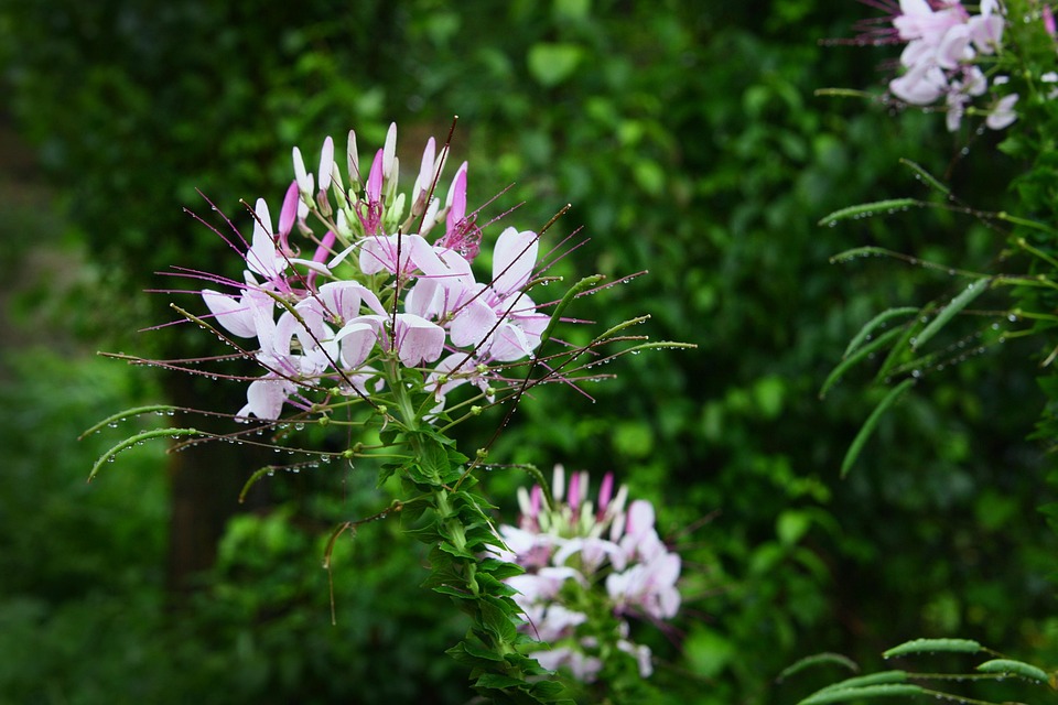 Bunga Alam Tanaman - Foto gratis di Pixabay - Pixabay