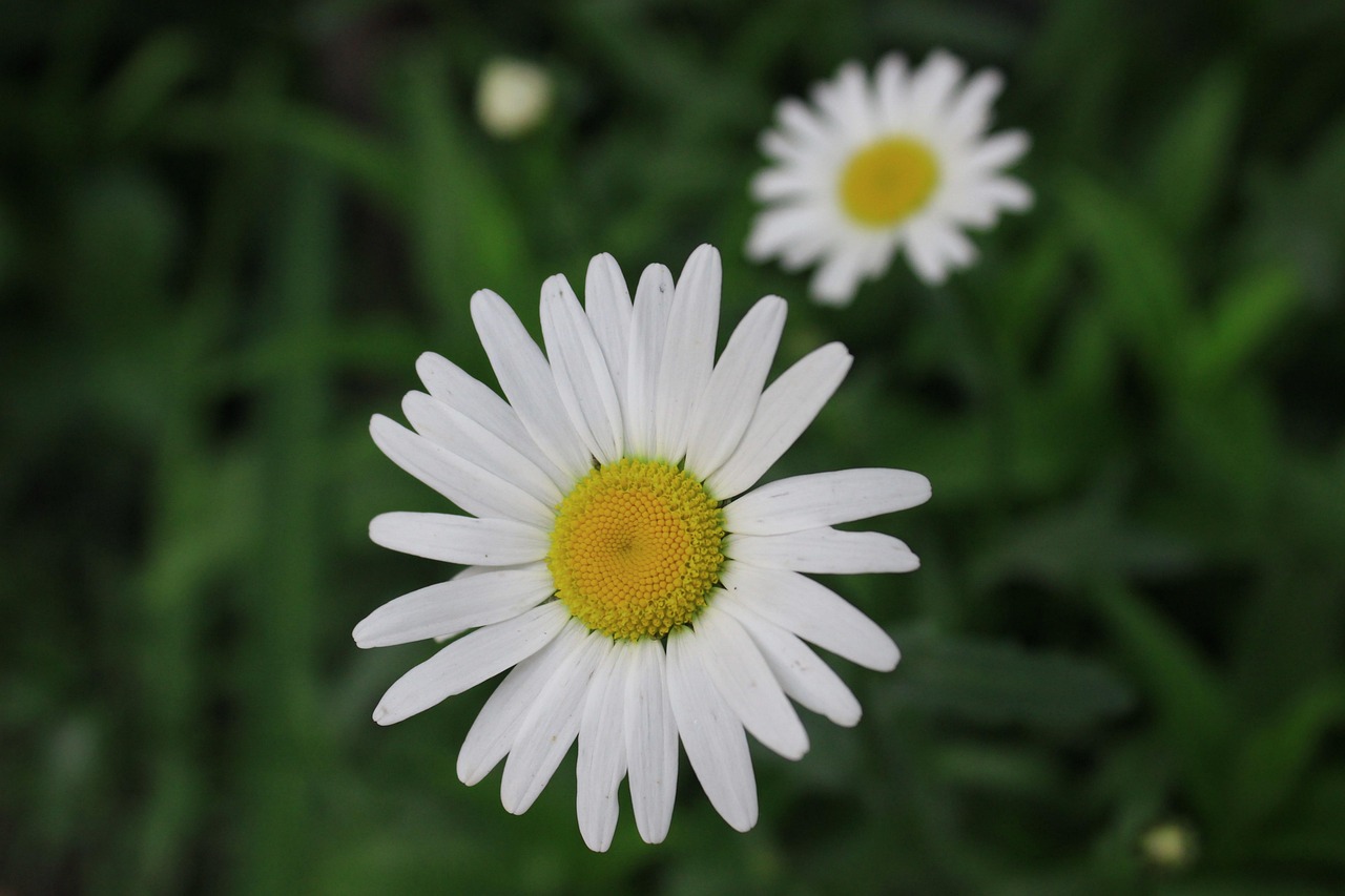Daisy Bunga Putih - Foto gratis di Pixabay
