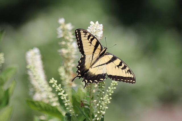 Summer Garden Butterfly White - Free photo on Pixabay