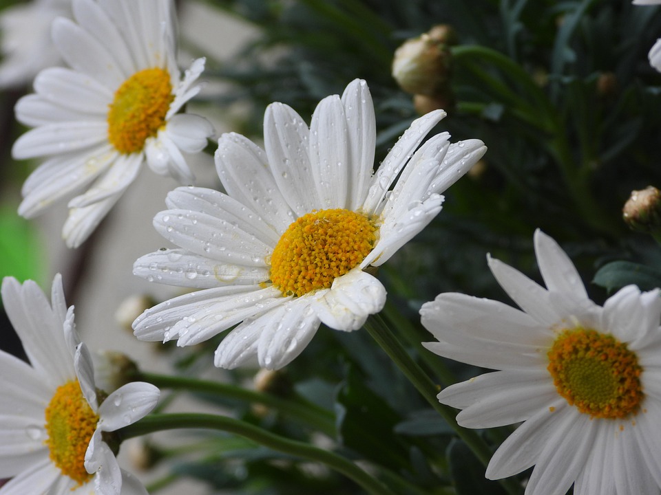 Margaret Daisy Margaretki - Free photo on Pixabay