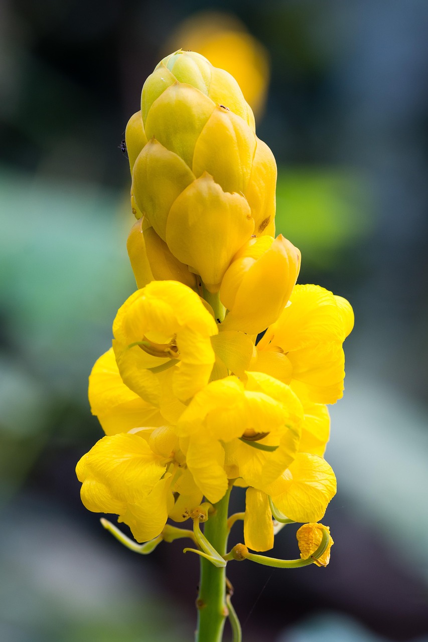 Kuning Bunga Alam - Foto gratis di Pixabay - Pixabay