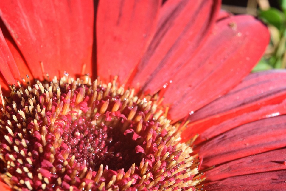 Flower Macro Daisy - Free photo on Pixabay - Pixabay